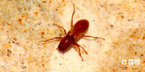 Guardians of the Aquifer: Meet the Beetles - Education Outreach Center