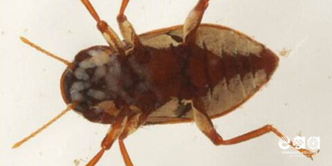 Guardians of the Aquifer: Meet the Beetles - Education Outreach Center