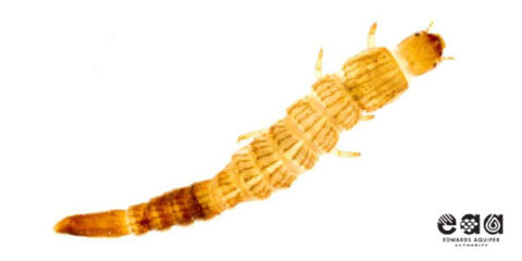 Guardians of the Aquifer: Meet the Beetles - Education Outreach Center